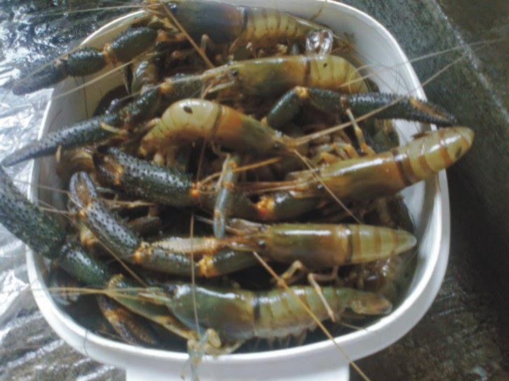 El Comala de Hoy: Chacales en caldo pescados en el Río Grande de Comala