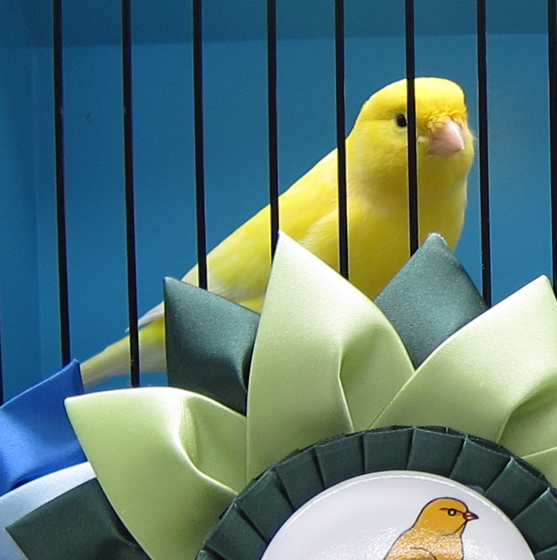 Canary Tales: Colorbred Winners Modesto Bird Show