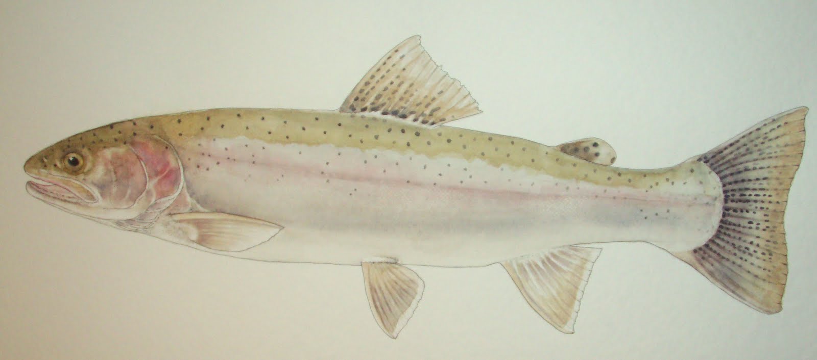 Broken Line Artwork: The Grace and Beauty of the female Steelhead....