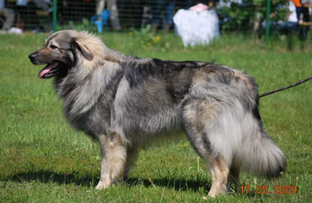 Cães & Cães: Kraski Ovcar - 04