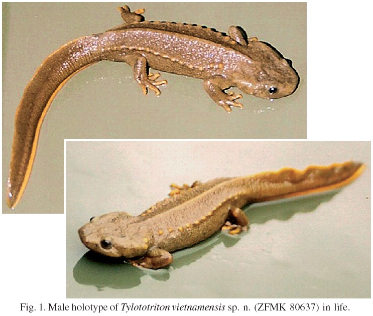 Species New to Science: [Herpetology • 2005] Tylototriton vietnamensis ...