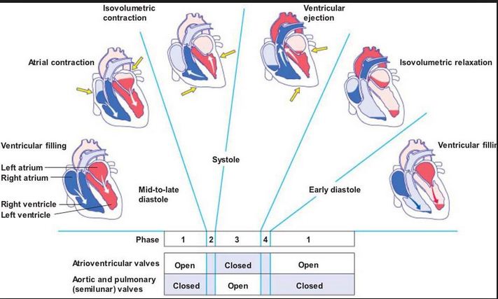 Depolarization/Repolarization Cycle Of Myocardiocytes |Genetic ...