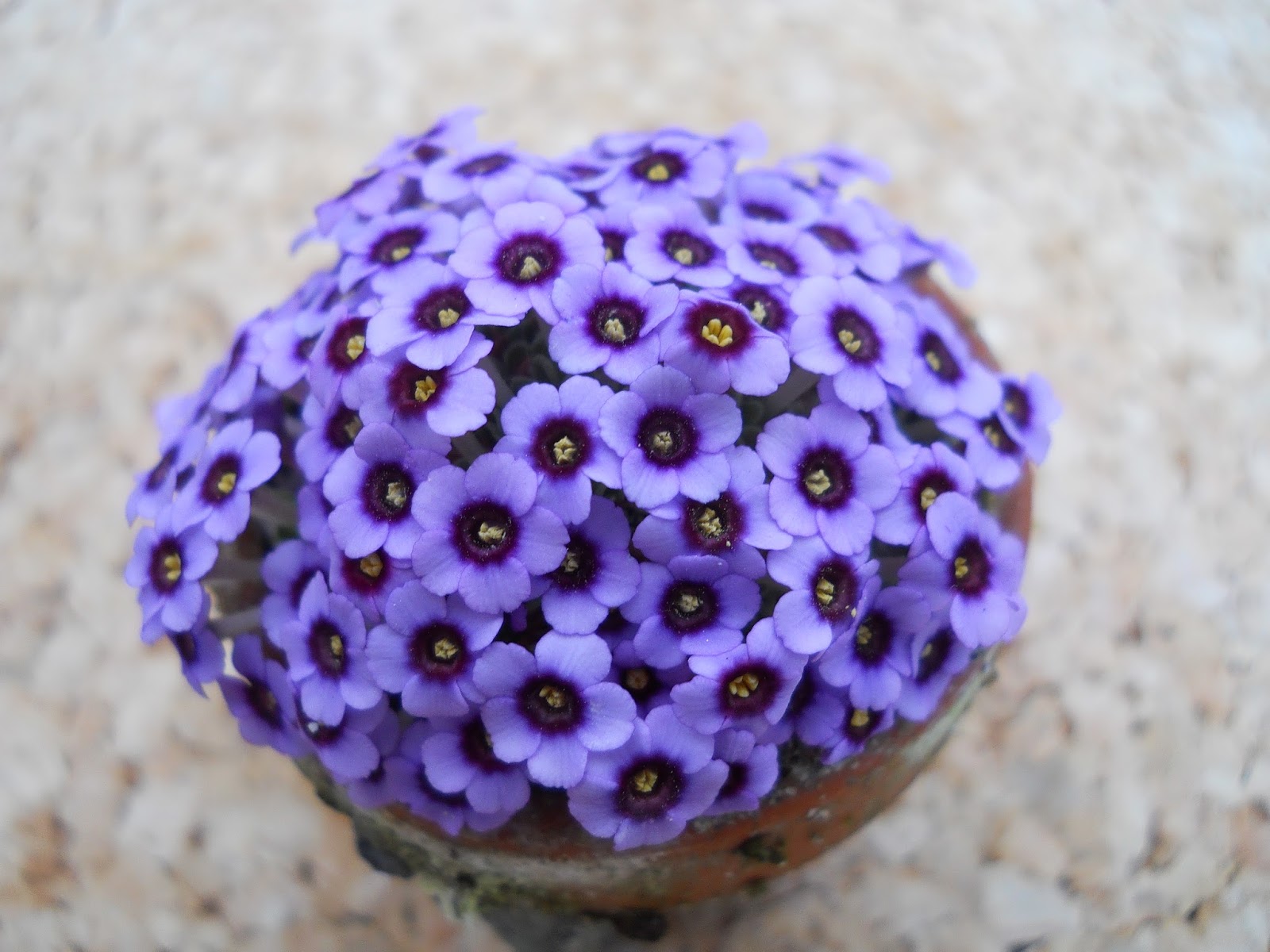 Alpine Pflanzen: 2016/02/09 Dionysia: Naturformen und Hybriden