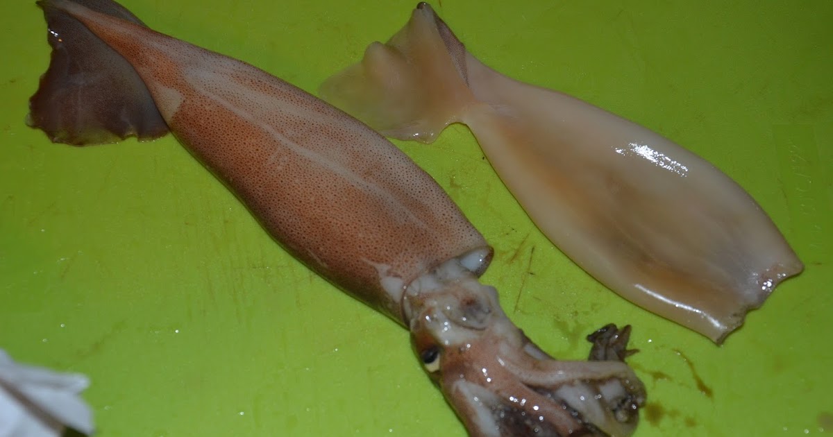 Oppdag Fisk!: Nordlig Kortfinneakkar/Northern Shortfin Squid/Illex ...