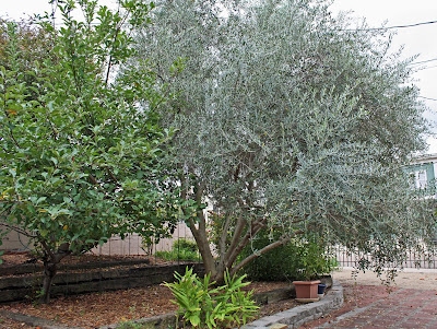 Southern Lagniappe: The Olive Tree