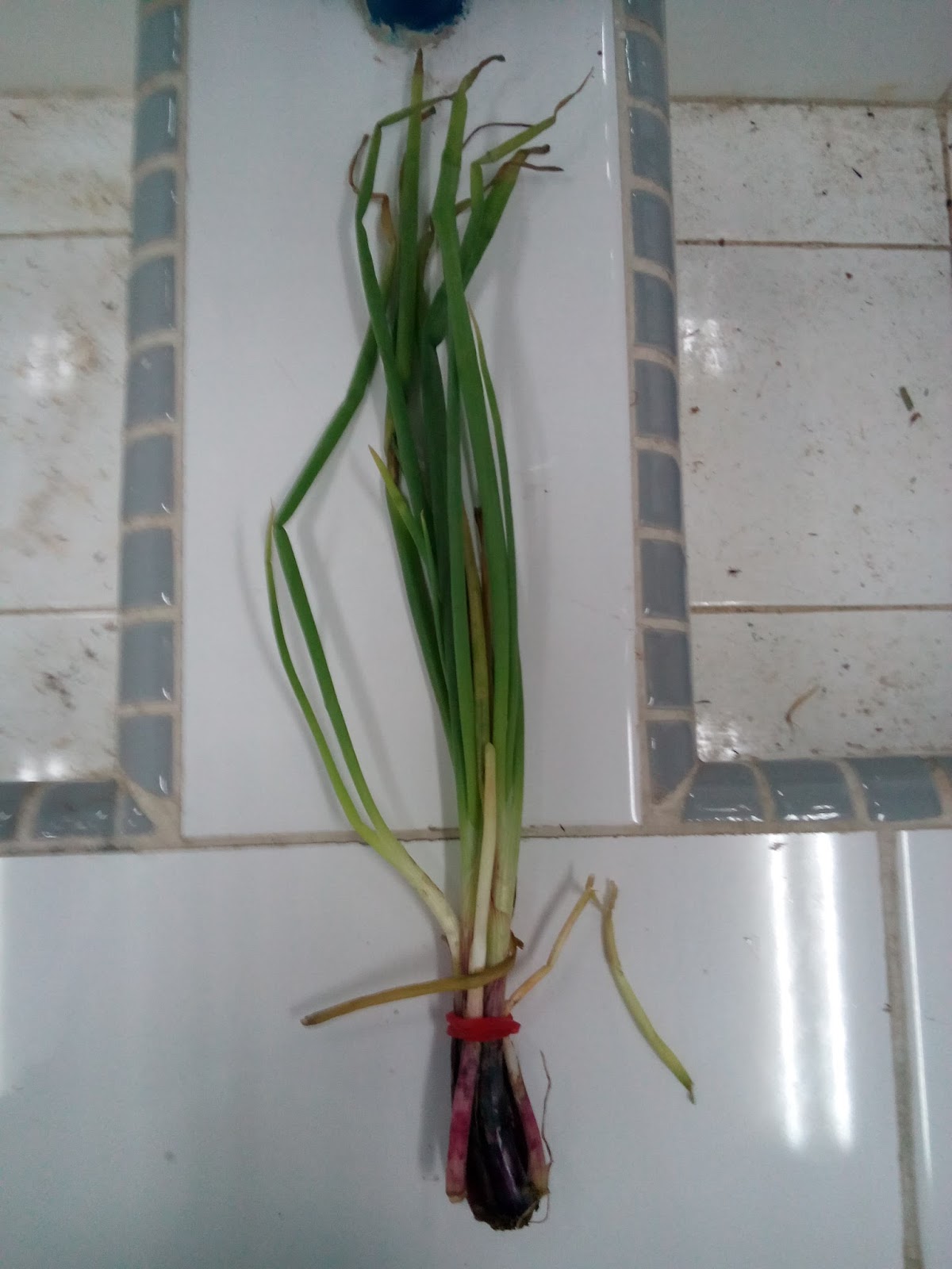 ANEUK PERTANIAN UNSYIAH: LAPORAN BOTANI TENTANG MORFOLOGI BATANG