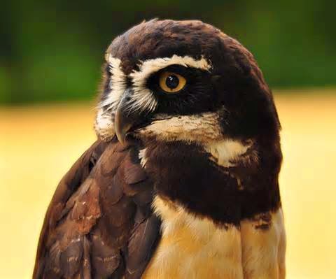 TECOLOTE TAMAULIPECO : tecolote tamaulipeco