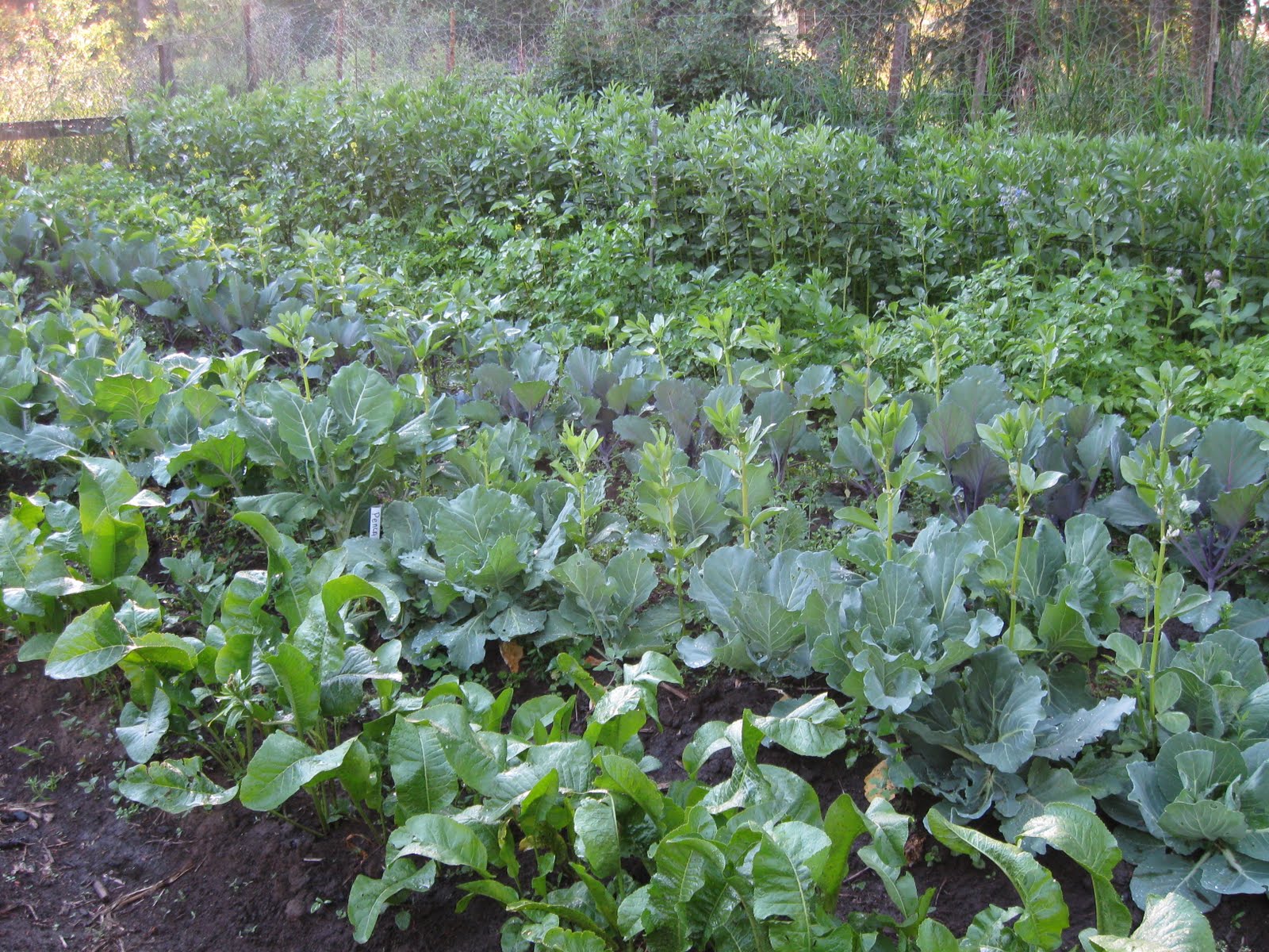 Our Subsistence Pattern: In the Garden & Woods