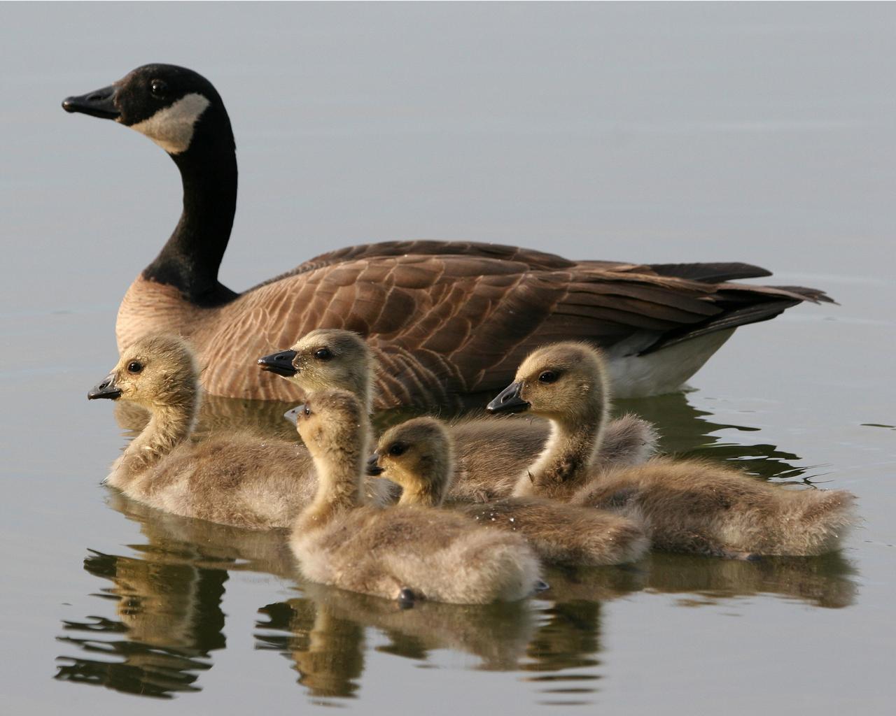 PicturesPool: Beautiful Water Birds pictures