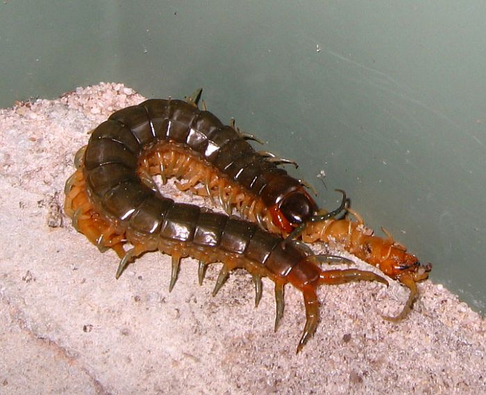 Esperance Fauna: Scolopendridae - Cormocephalus sp.
