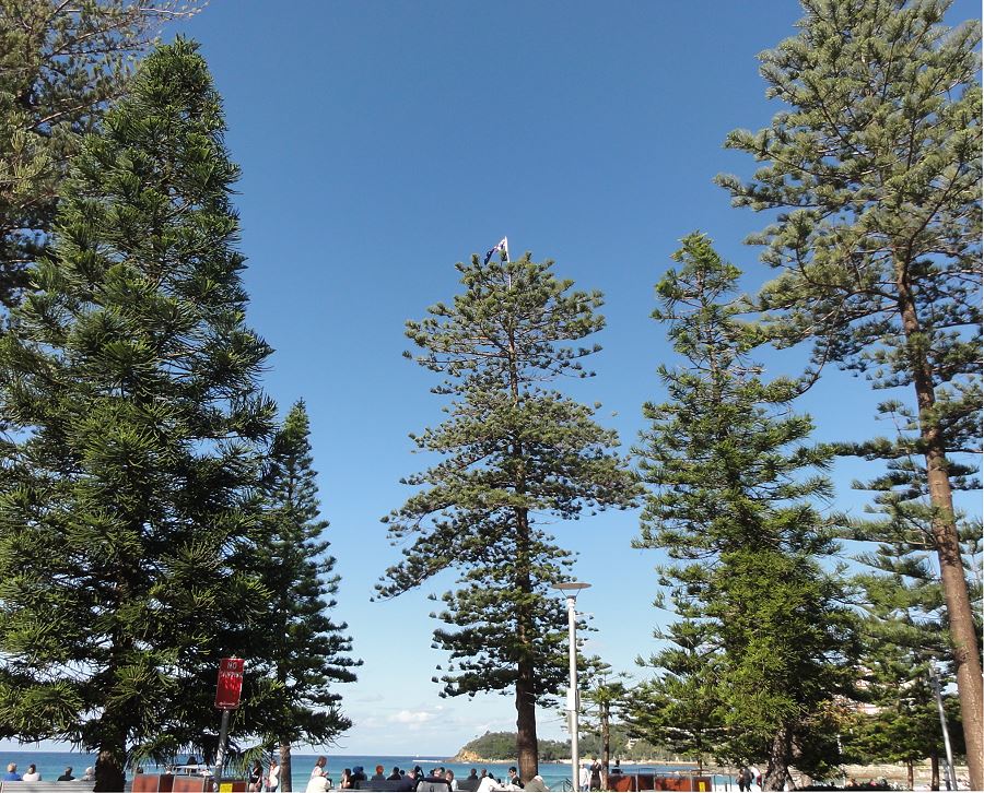 Snap Happy Birding: Circular Quay to Manly, N.S.W. Part Four