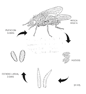 MOSCA DE LOS CUERNOS