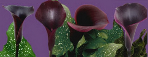 FLORILE SUFLETULUI MEU ! | Anitanna's Blog la Cafeneaua "Trandafirul rosu"