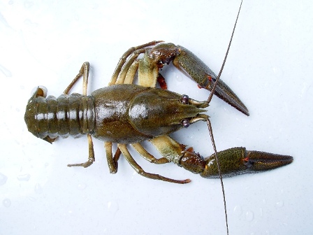 Astacus Astacus ~ Crayfish | Crawfis | Huna | Lobster Galery