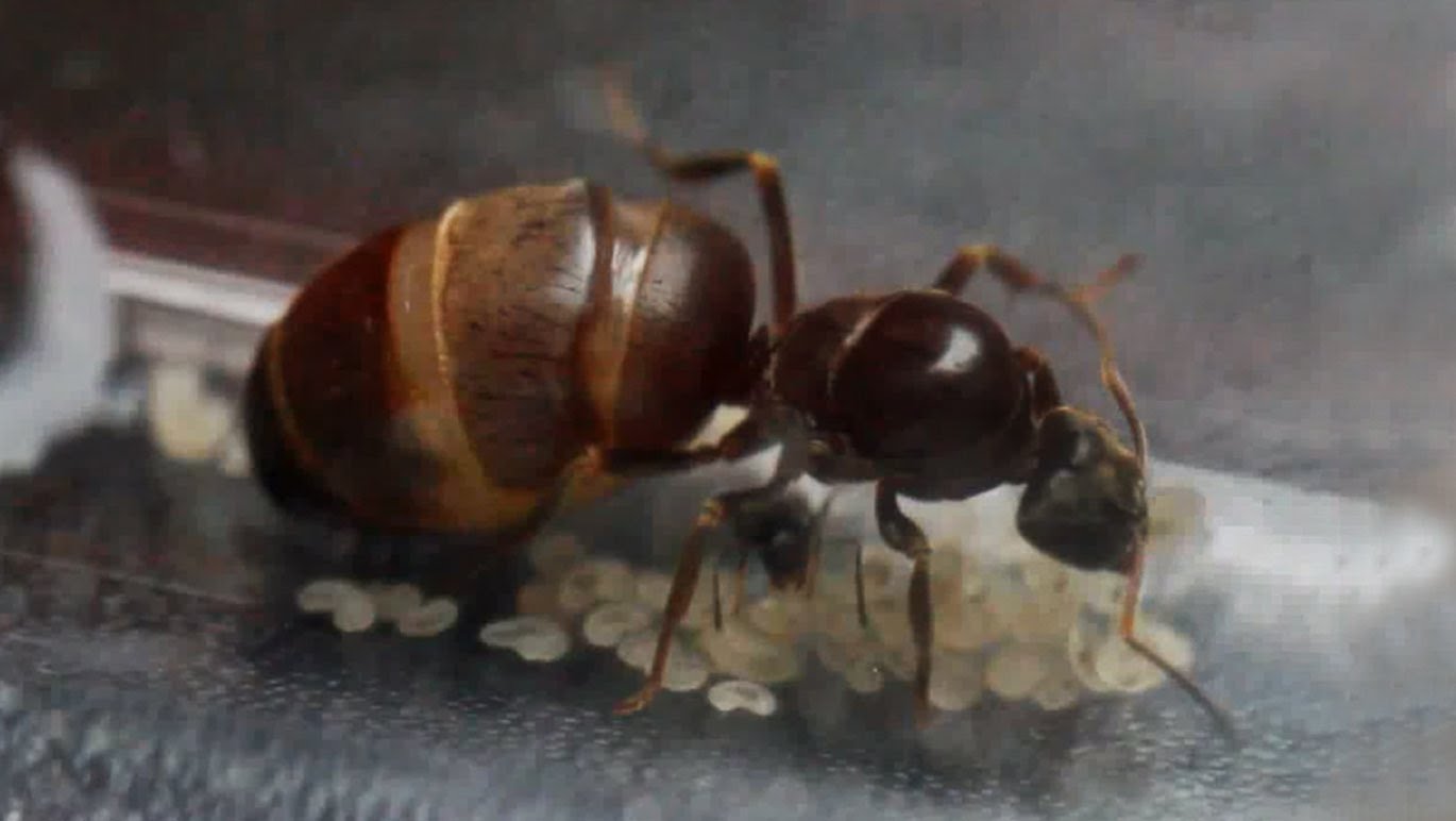 Mravi kao kucni ljubimci: Drzanje mravi i opcenito o mravima