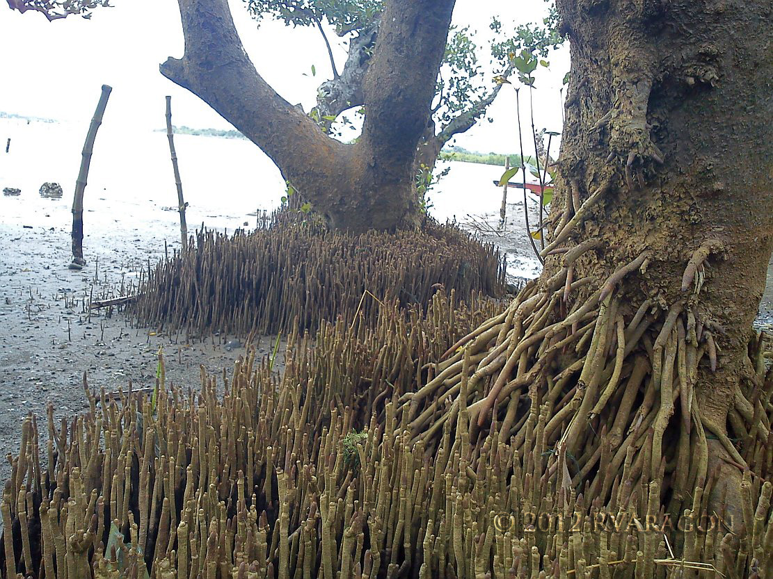have pens & lens, will travel: Buguey Lagoon