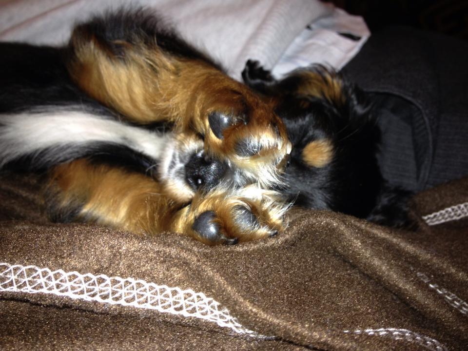 Worldly Wonders: Dashalier