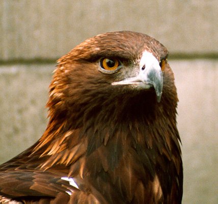 Natura & Tempo libero: Flora e Fauna Calabrese