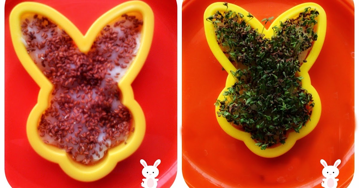 Sun Hats & Wellie Boots: Grow Your Own Easter Bunny in 4 Days!