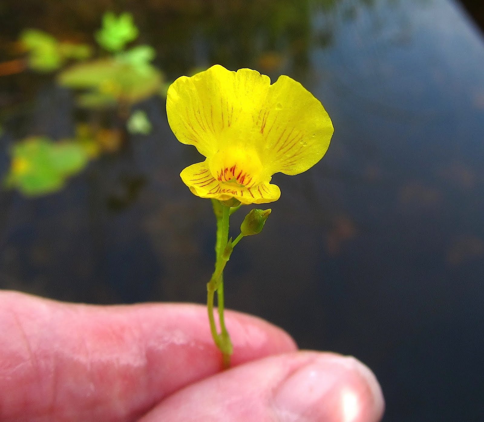 Saratoga woods and waterways: Rare Plants on the Bogmat and Riverbank