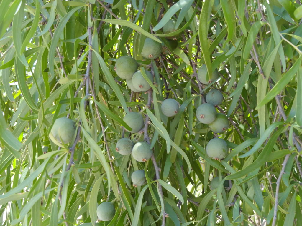 Argentina nativa: Sacha pera (Acanthosyris falcata)