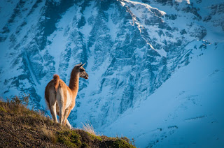 Lovin' Life: Geese, Guanacos and Glacier Grey