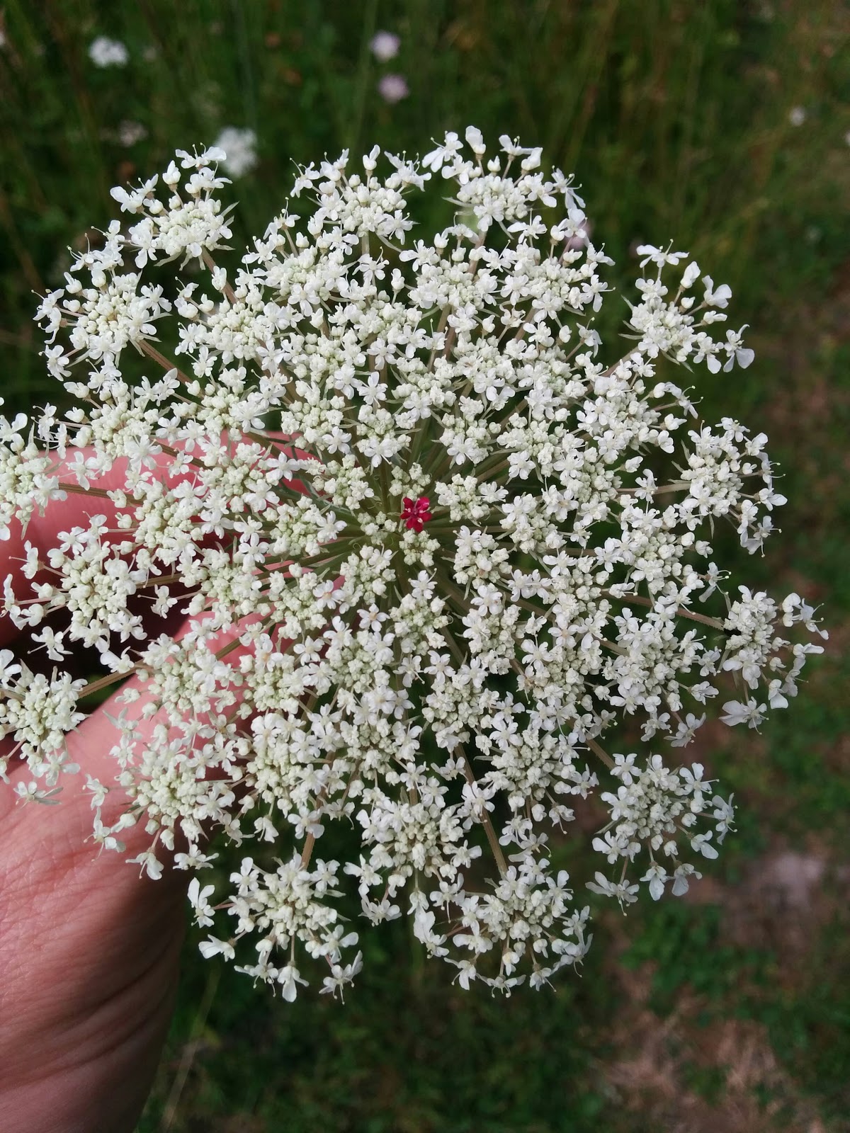 Wild Life: Wild Carrot