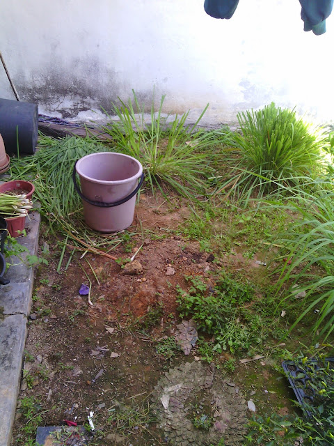 Pengalaman Peribadi Dan Ilmu Manfaat: Cara-Cara Menanam Serai