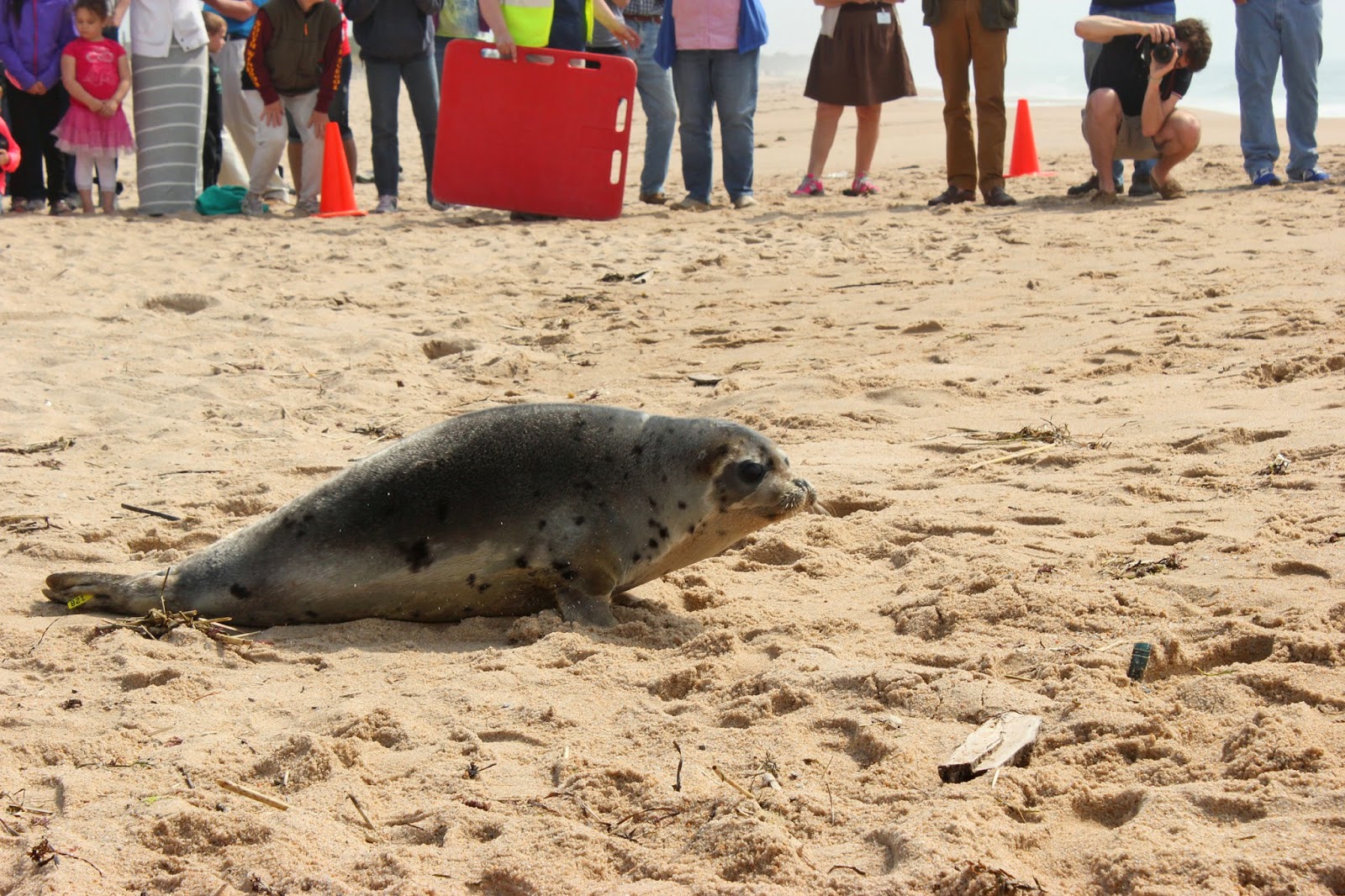 Progressive Charlestown: Mystic Aquarium releases THREE rescued seals ... Progressive Charlestown: Mystic Aquarium releases THREE rescued seals ...
