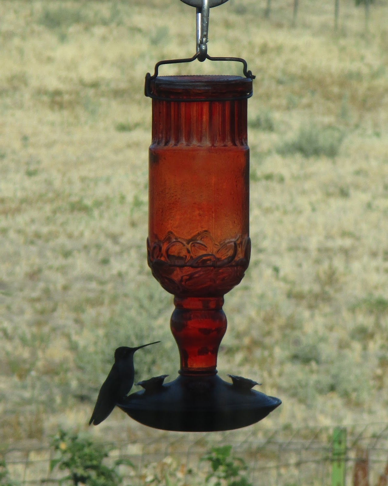 Mayfield Magic Studio and Farm: Humma Kavula