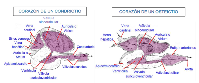 Introducción al conocimiento de los Peces: marzo 2016