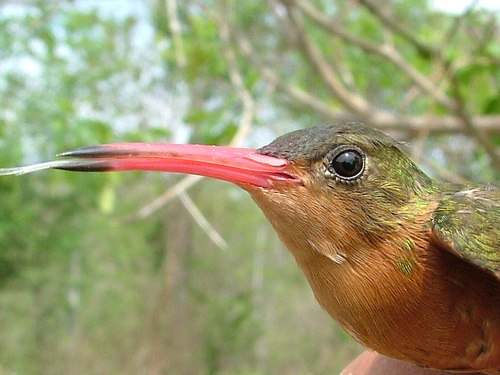 Bellas Aves de El Salvador: Amazilia rutila (colibrí canela)
