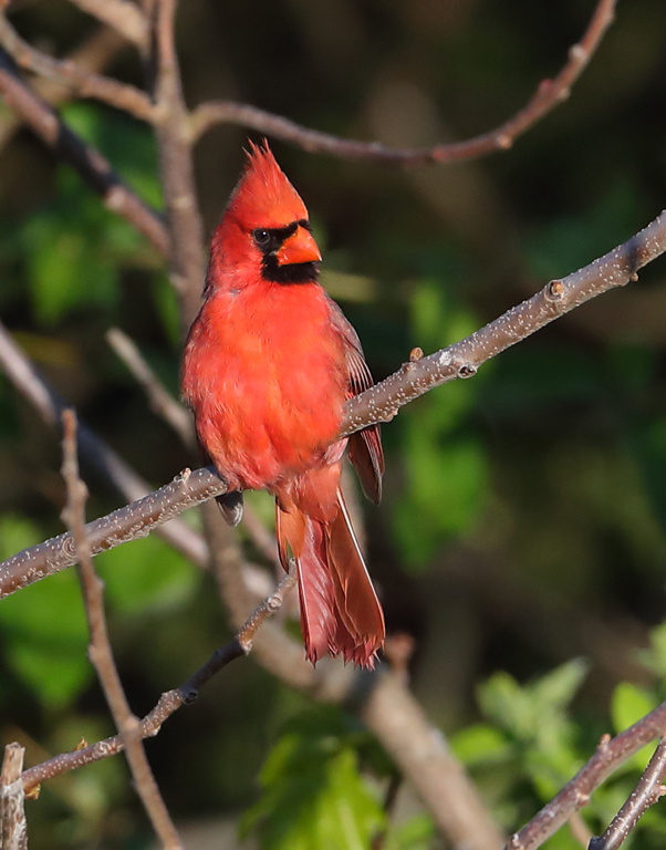 See What I See: Ocean City NJ wildlife -small birds