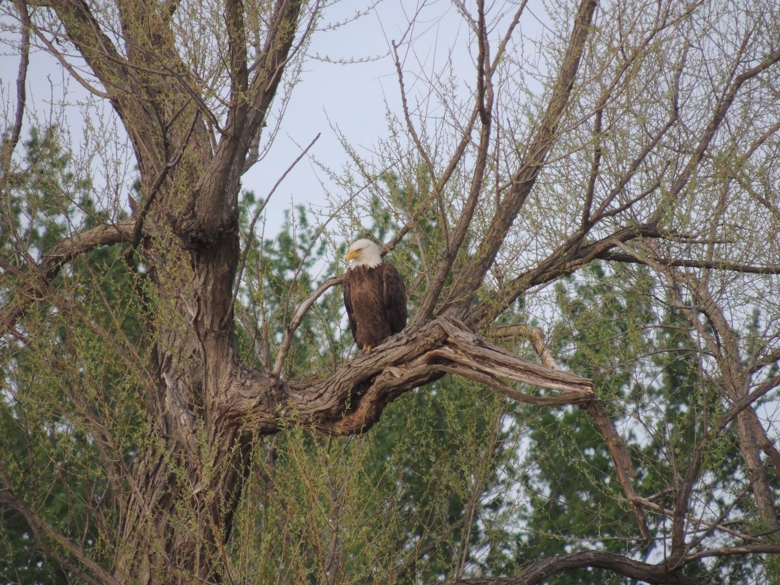 Birds, Bugs, and Butterflies, OH MY: Looking for the Headless Hawk! A ...
