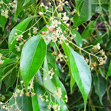 PROPIEDADES TERAPÉUTICAS Y MÁGICAS DEL ALCANFOR LUZGITANA