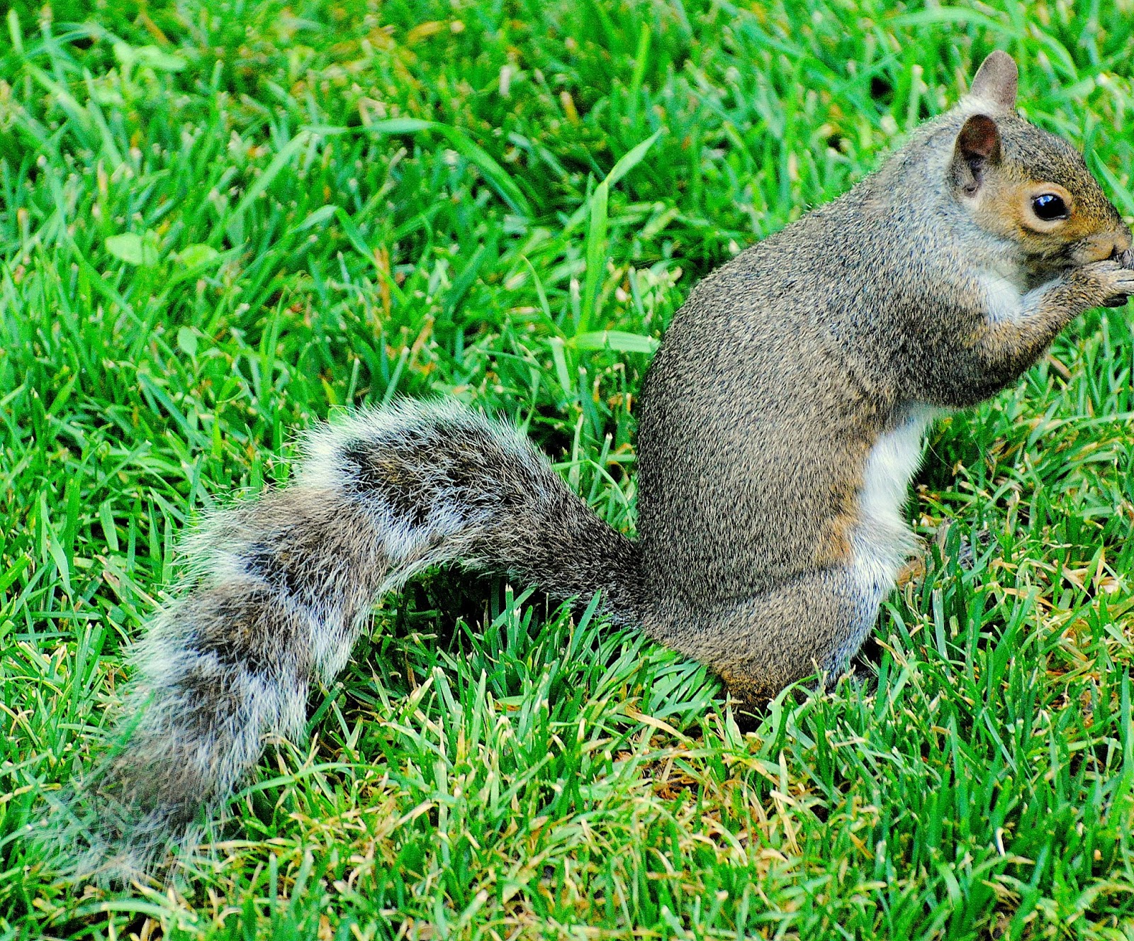 Camera on King & Aurora : The squirrel with the raccoon tail