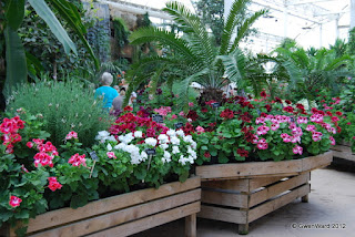 PERFECT PELARGONIUMS: Occold Shield - A Cascade pelargonium & a visit ...