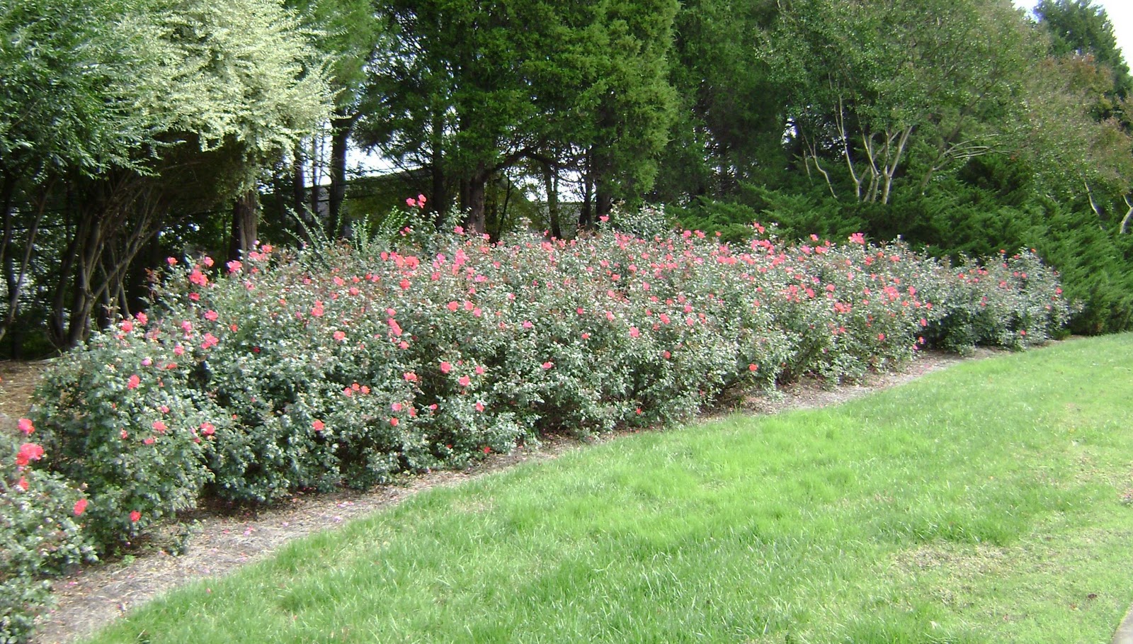 AA Tex Lawn News to Know: Want Beautiful Knockout Roses in the Spring?