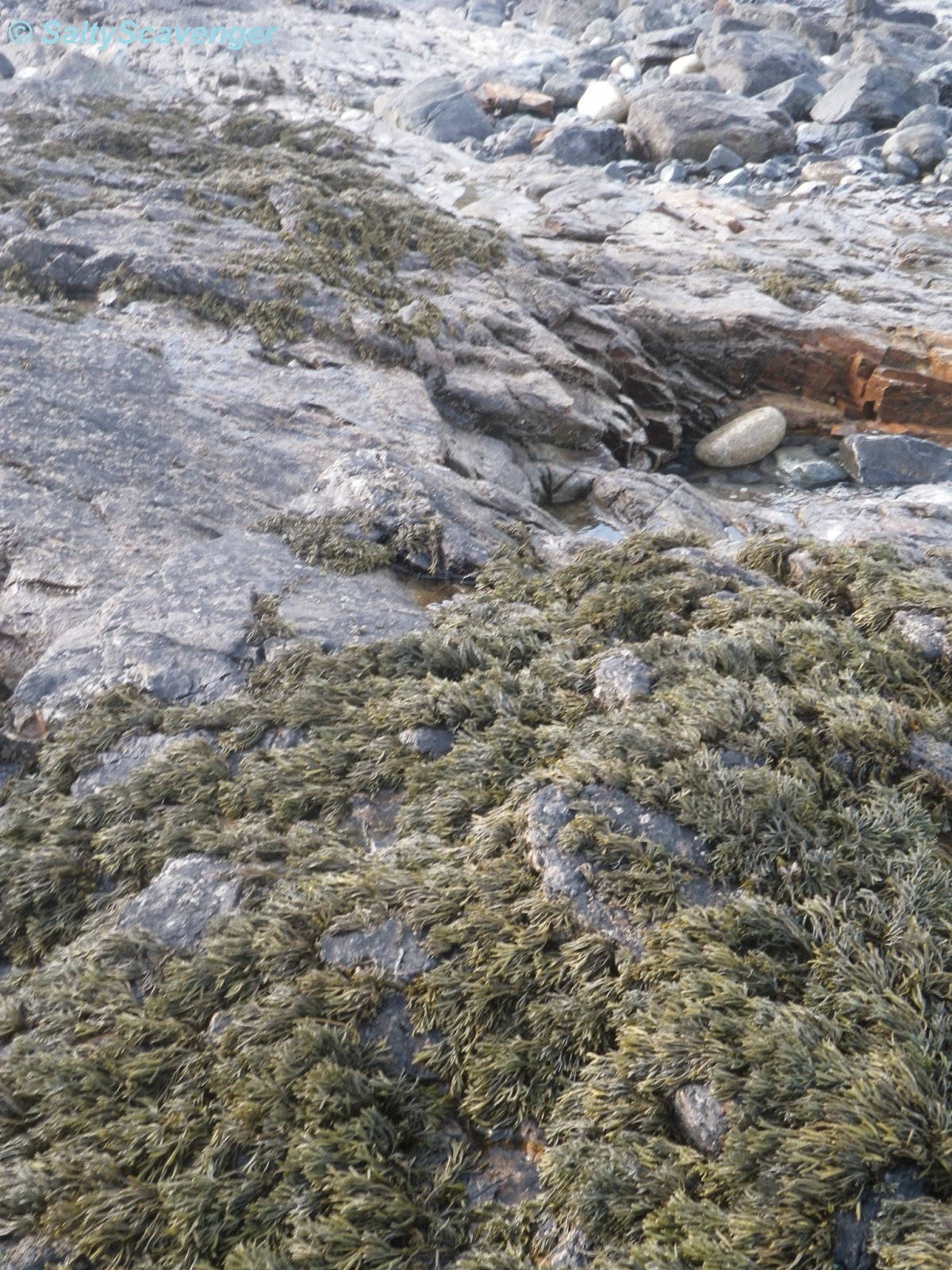 Rock Pooling: Rockpooling destination: Mousehole May, 2014