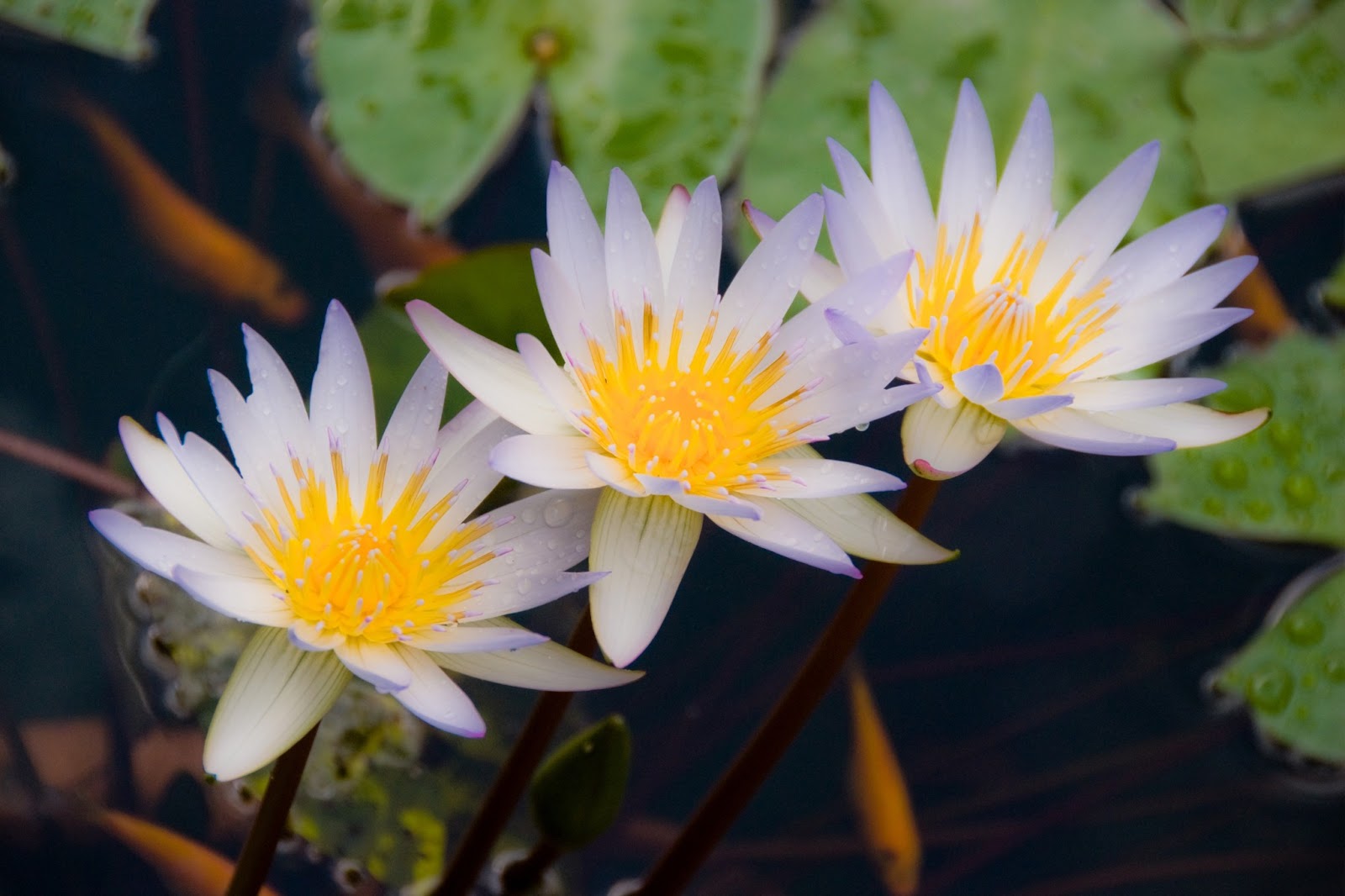 Wallpaper Lotus Flower