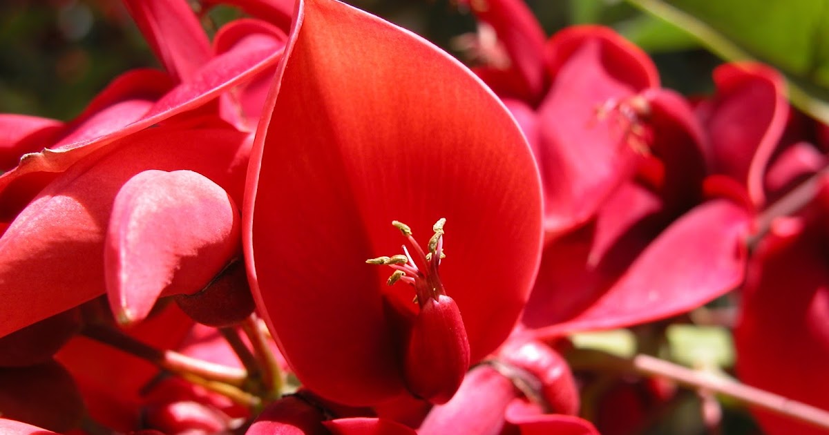 El Magazin de Merlo: Día de la Flor Nacional Argentina. FLOR de CEIBO: