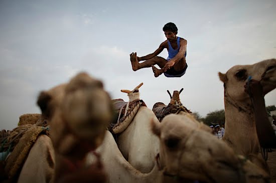 The Travel Photographer : Ed Ou: Yemeni Camel Jumping