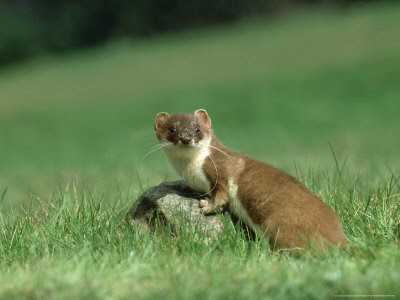 Stoat