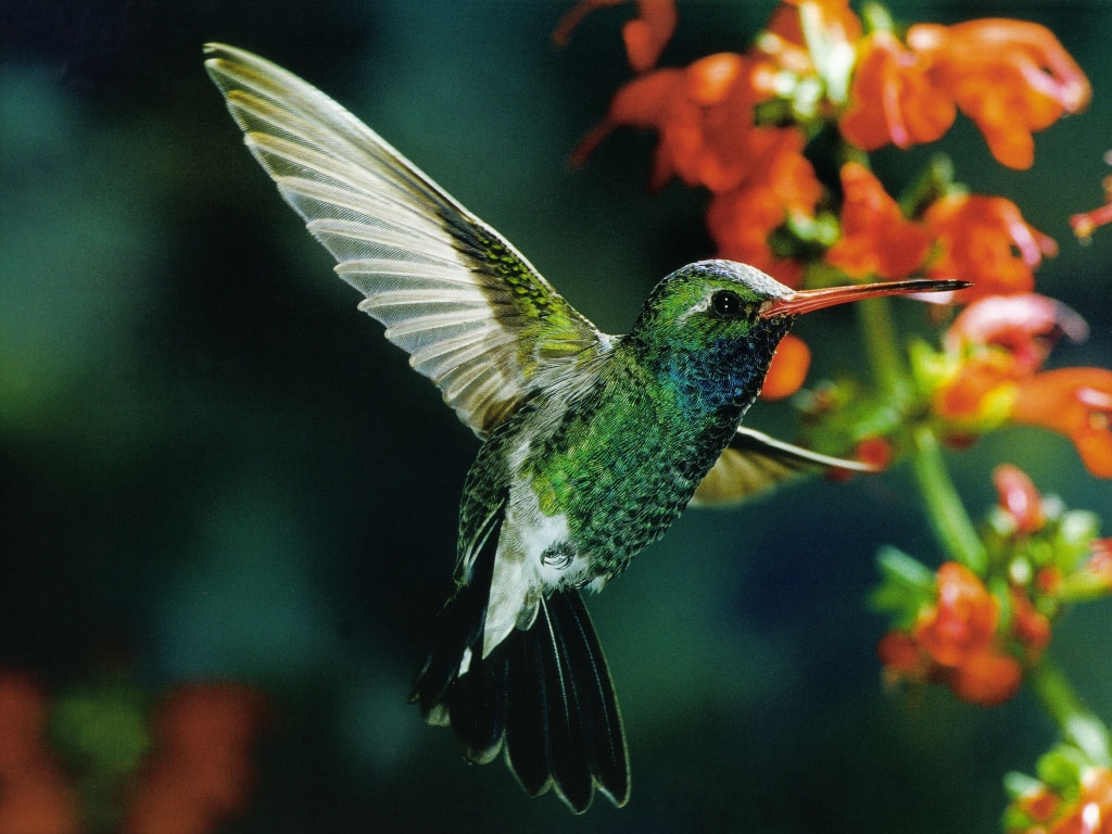 wallpapernarium: Colibrí verde polinizando flores