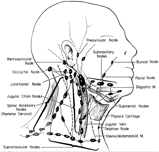 Jugular Lymph Nodes