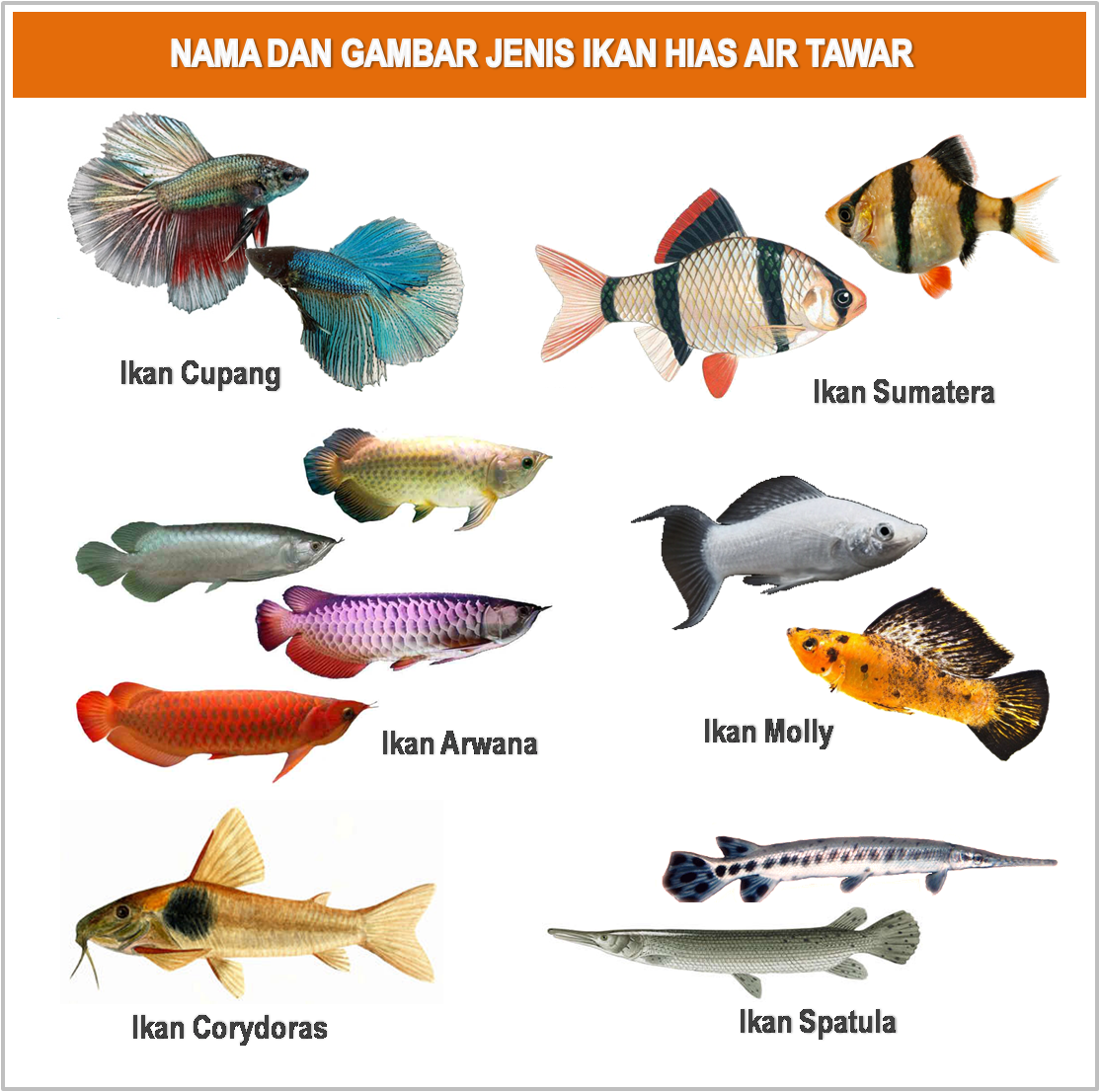 jenis jenis ikan cupang - 15 Jenis-Jenis Ikan Cupang yang Mudah ...