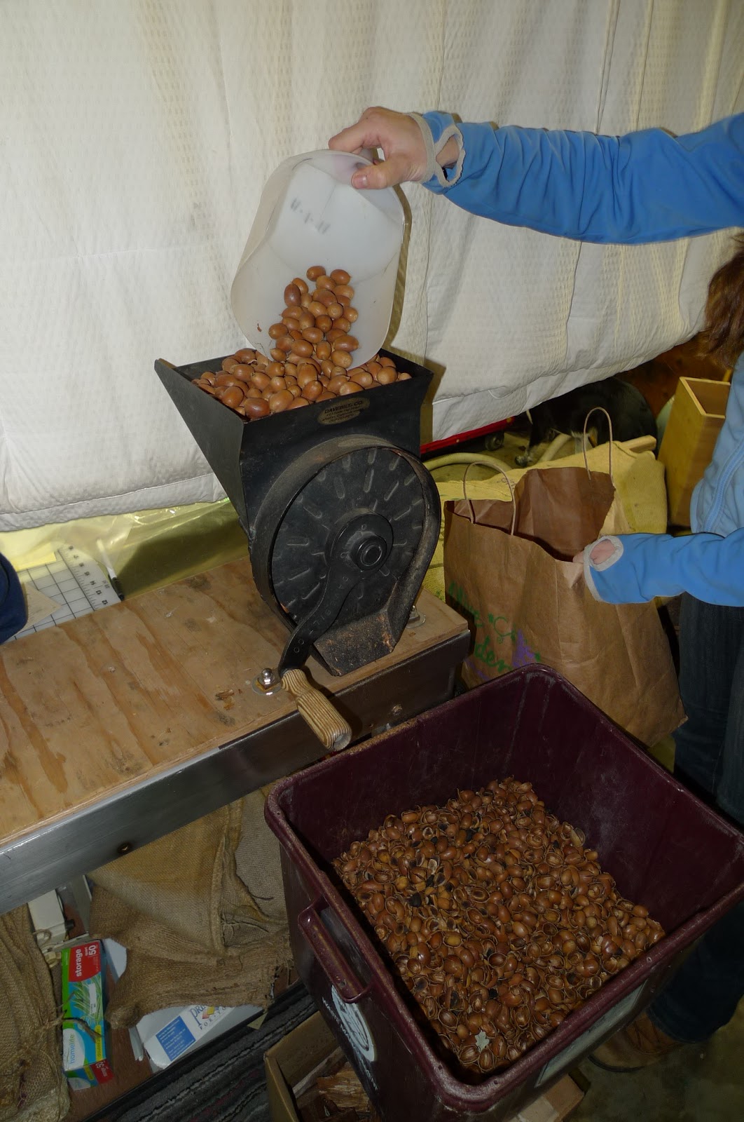 Wild Harvests: How to Eat an Acorn