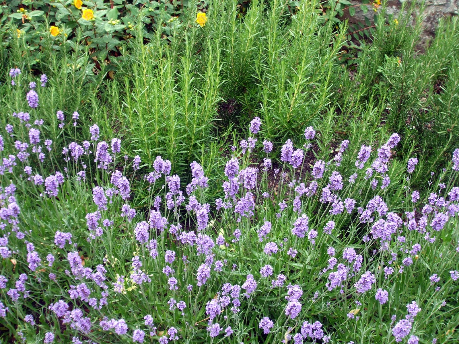 Rosemary's Sampler: English Lavender