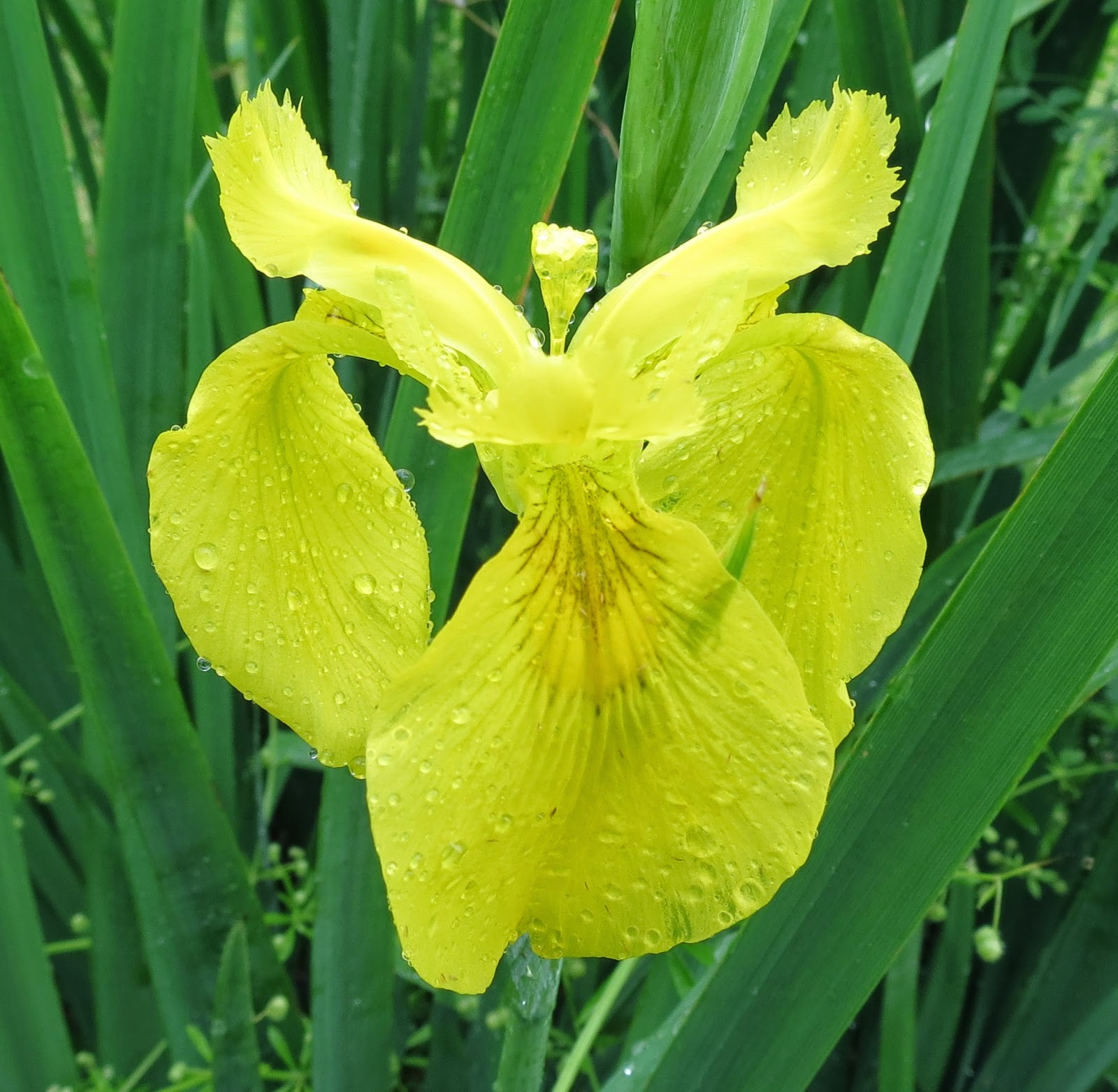 Birding Across Texas: Hester Garden Park