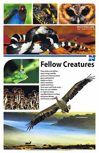 Malinda Poetry: Fellow Creatures